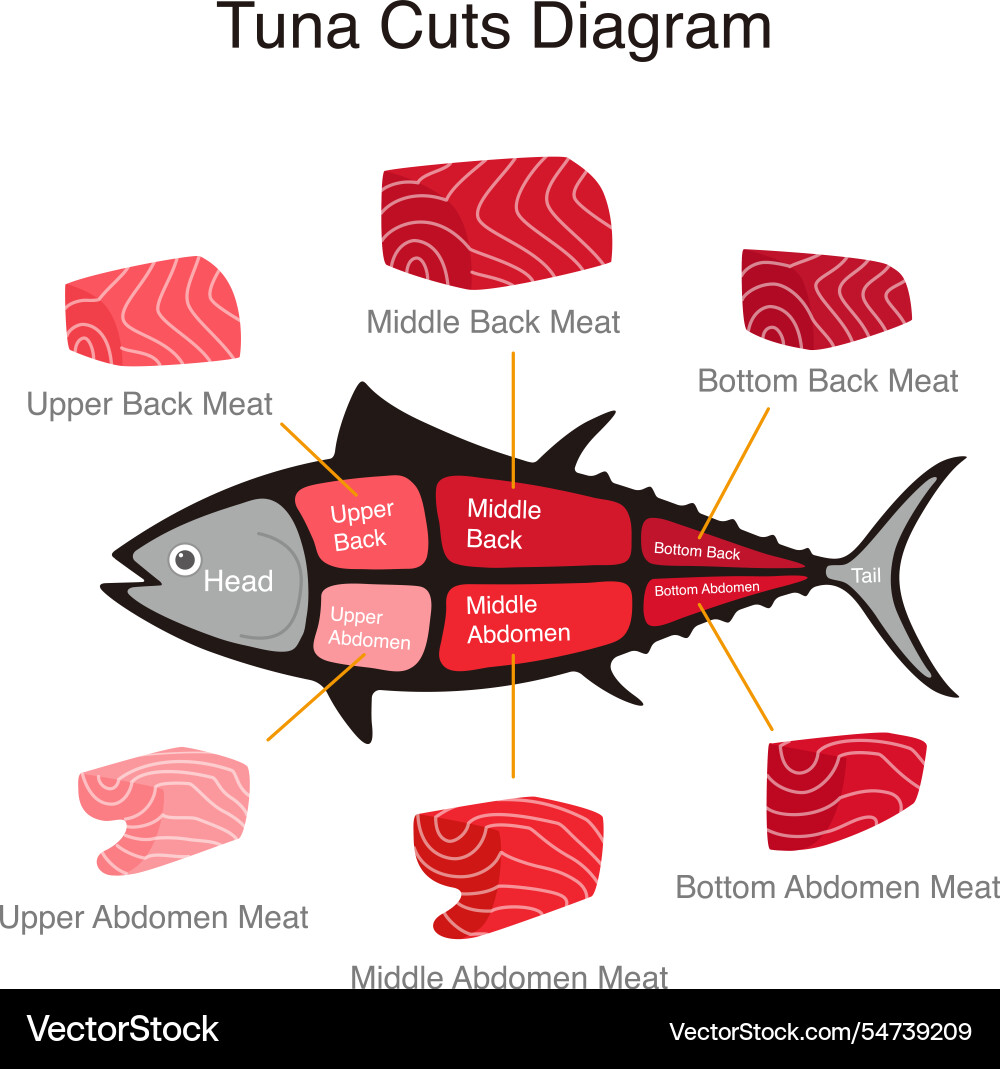Tuna fish cuts diagram Royalty Free Vector Image