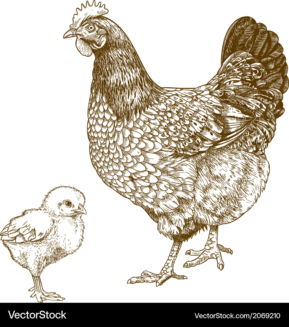 Chick Vector Images (over 37,000)