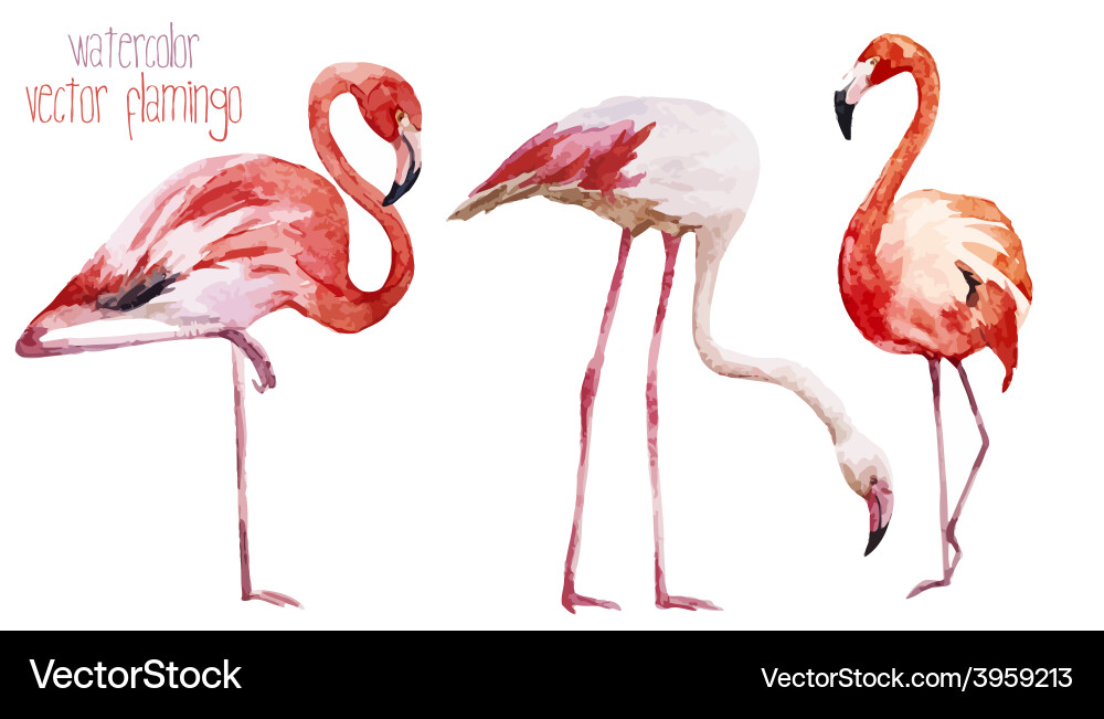 Flamingo set Royalty Free Vector Image - VectorStock