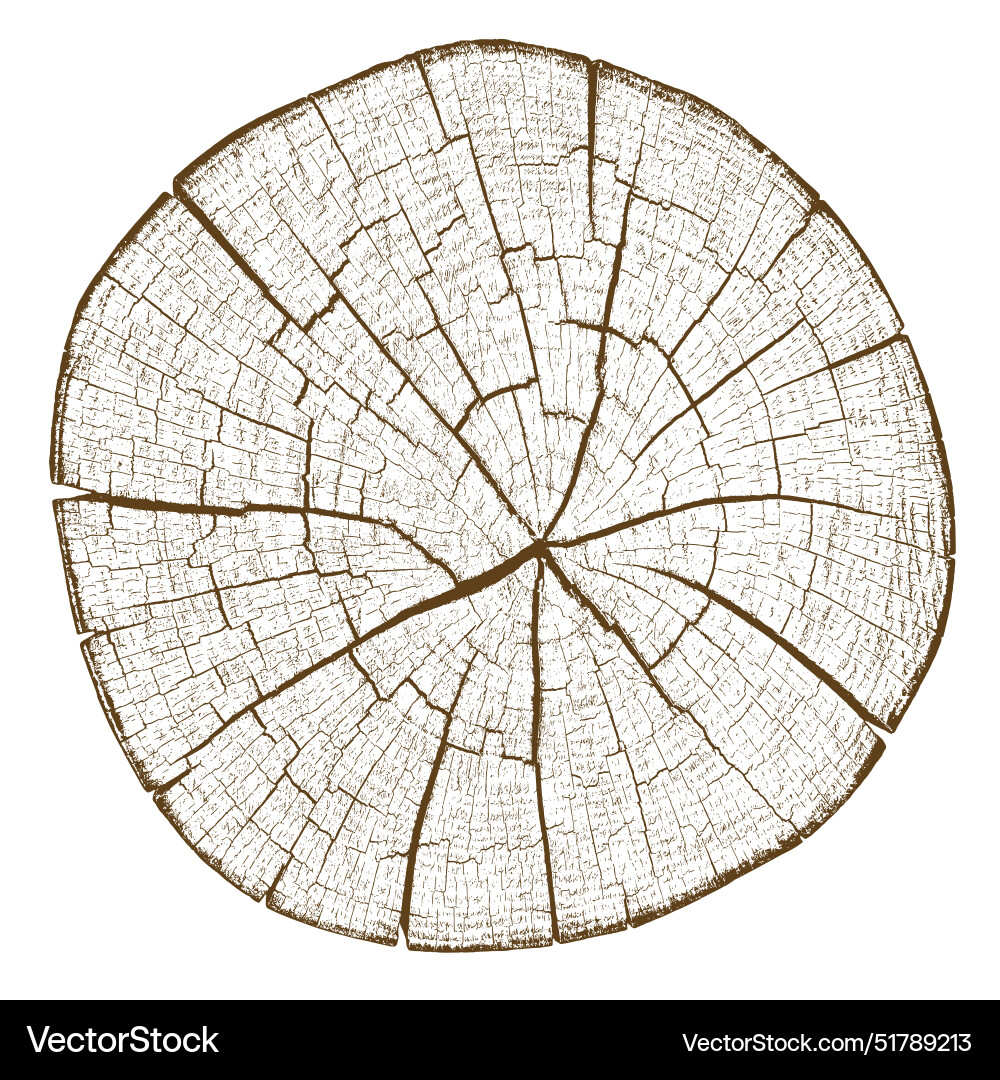 Wood texture cross section of tree rings Vector Image