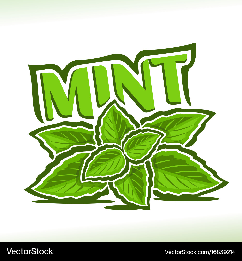 Mint herb Royalty Free Vector Image - VectorStock