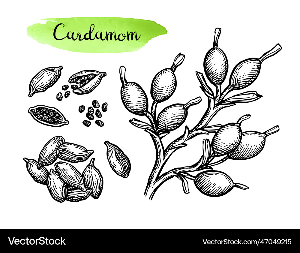 Cardamom ink sketch set Royalty Free Vector Image