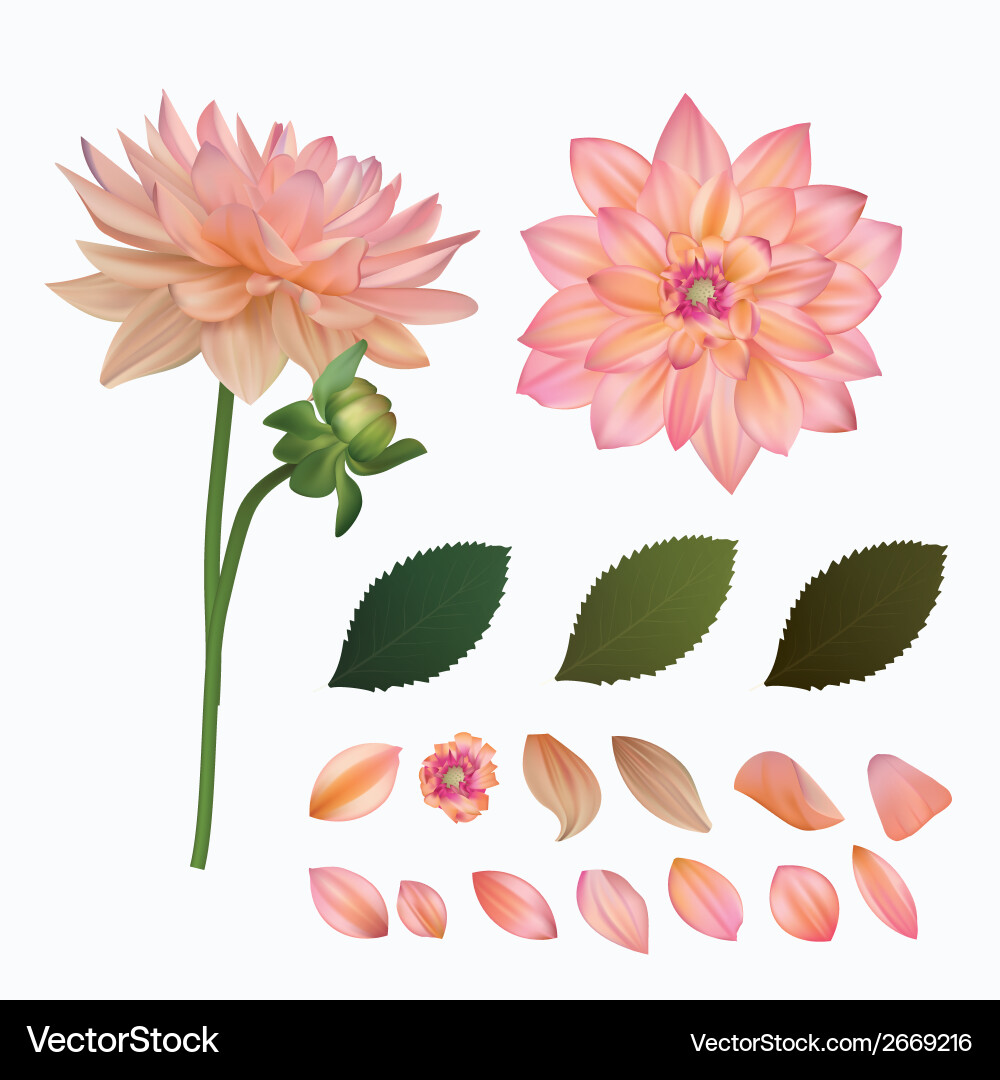Flower mesh Royalty Free Vector Image - VectorStock