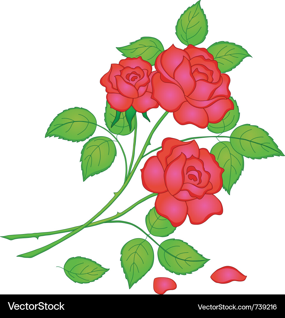 Flowers red rose Royalty Free Vector Image - VectorStock