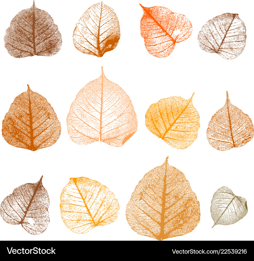 Leafs isolated Royalty Free Vector Image - VectorStock
