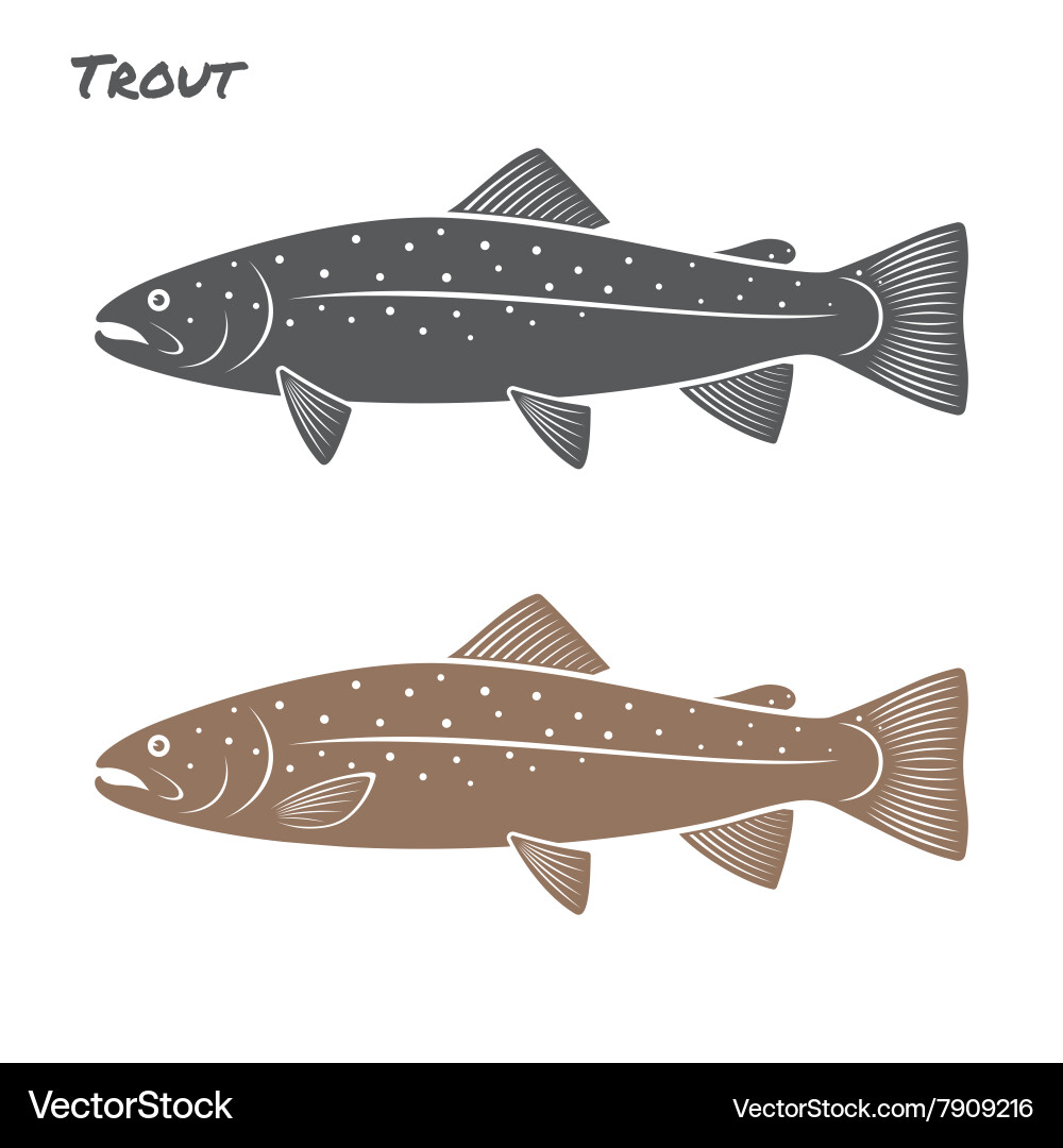 Trout fish Royalty Free Vector Image - VectorStock