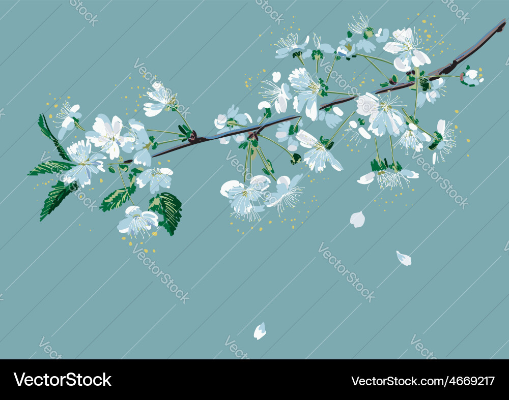 Cherry Blossom Branch Royalty Free Vector Image
