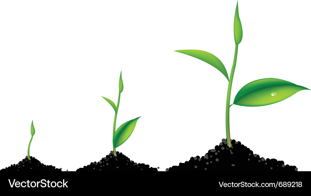 3 sprouts Royalty Free Vector Image - VectorStock