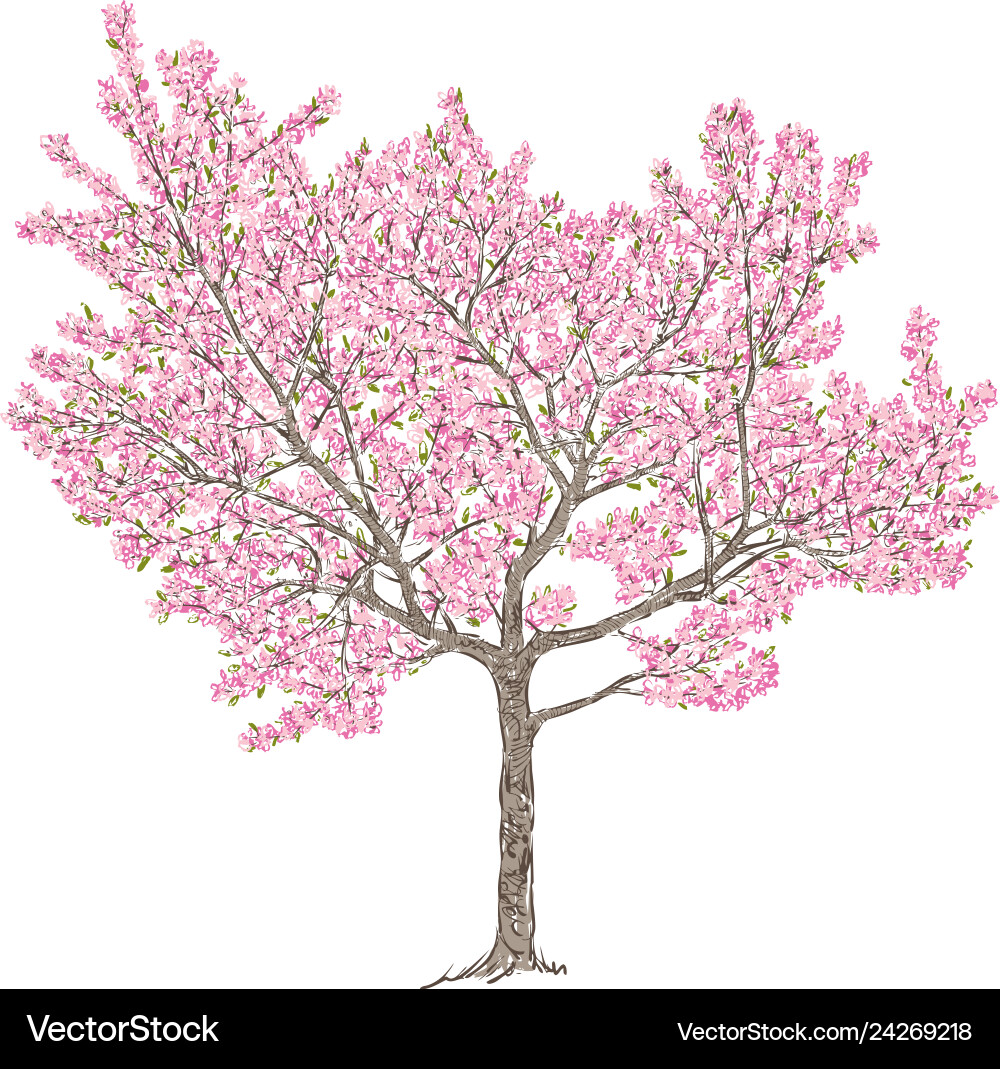 Blooming cherry tree Royalty Free Vector Image