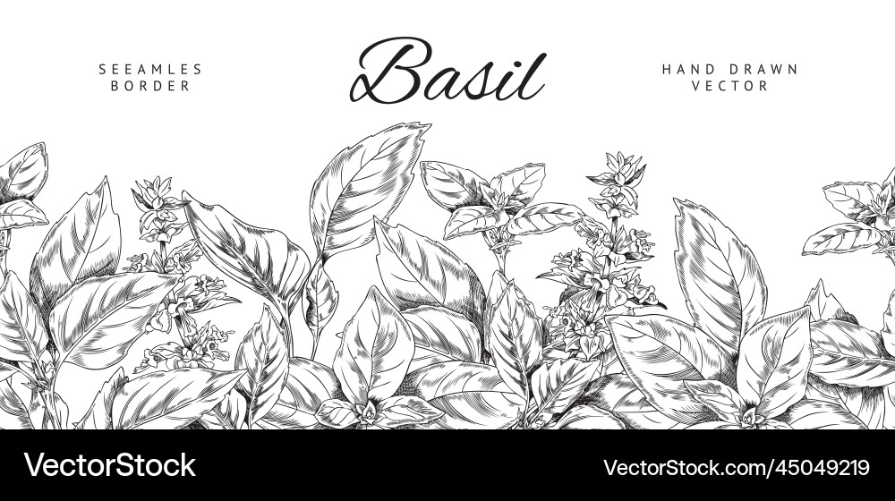 Basil herb seamless border hand drawn sketch Vector Image