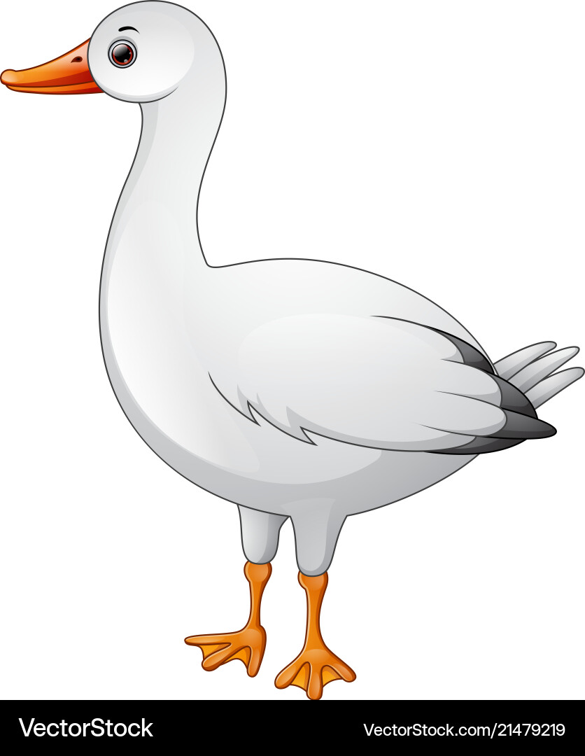 Cute white goose cartoon Royalty Free Vector Image