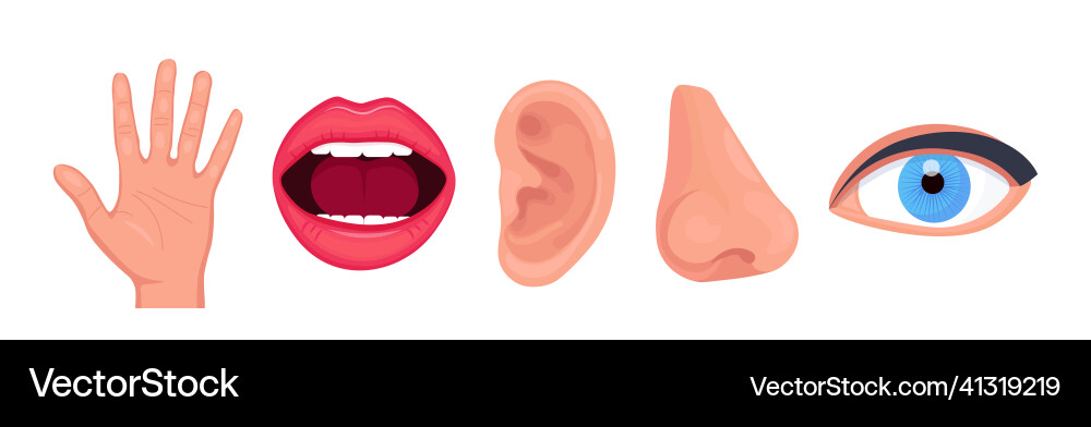 Five human senses face parts or sensory organs Vector Image