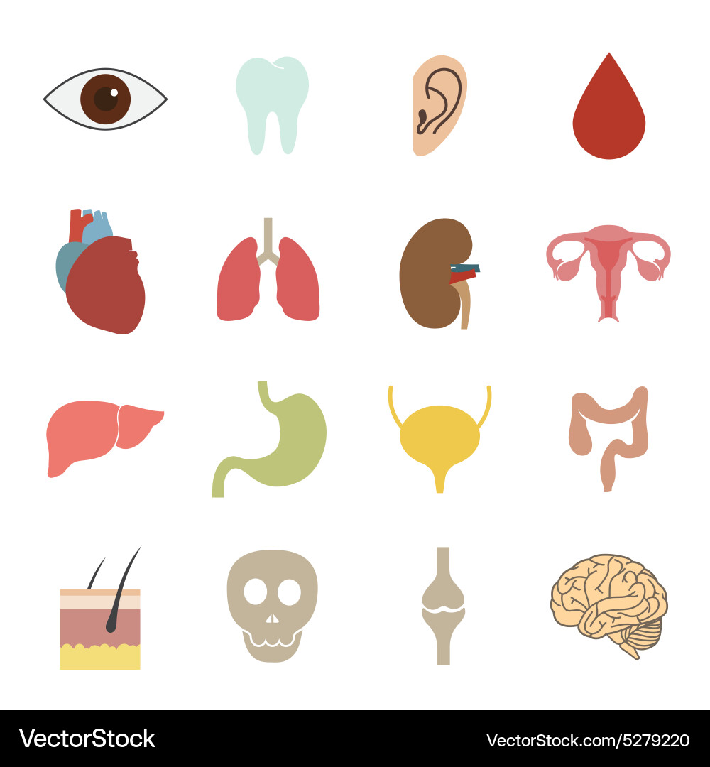 Human organs icon Royalty Free Vector Image - VectorStock