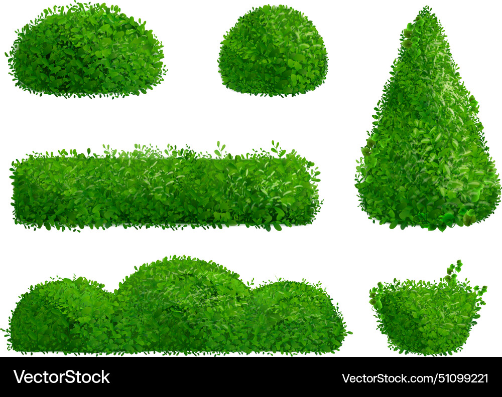 Realistic Green Hedges Royalty Free Vector Image