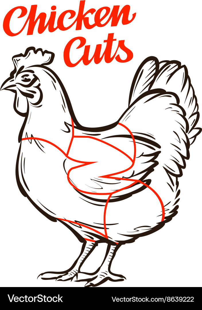 Chicken hen chart meat cuts or butcher Royalty Free Vector