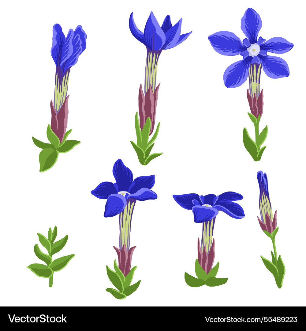 Drawing wild flowers spring gentian Royalty Free Vector