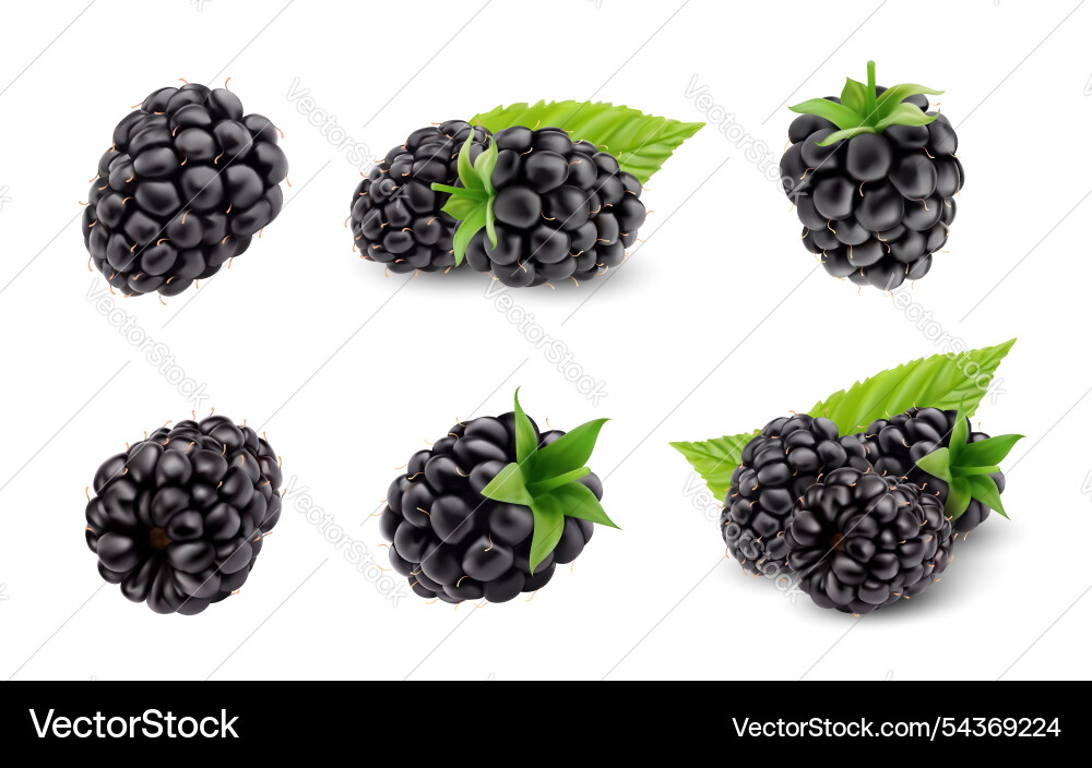 Realistic isolated 3d ripe blackberry berry set Vector Image