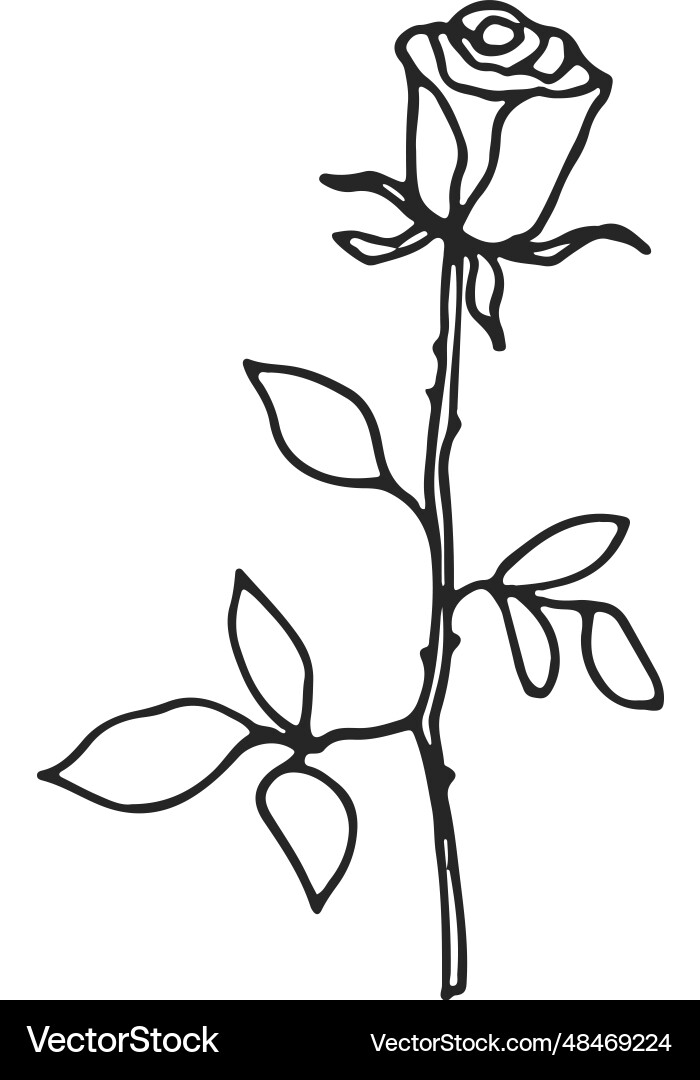 Rose doodle flower line drawing black nature Vector Image
