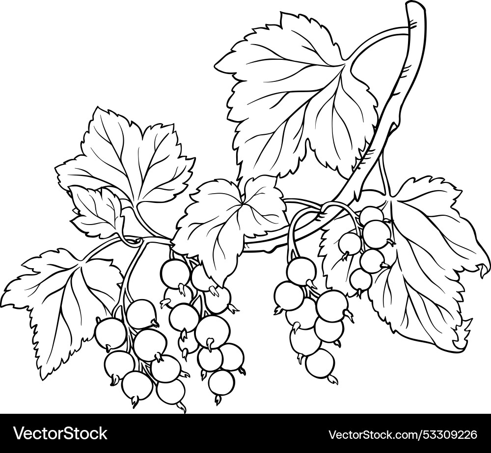 Black currant branch outline Royalty Free Vector Image