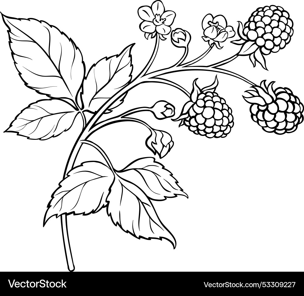 Blackberry branch isolated outline Royalty Free Vector Image