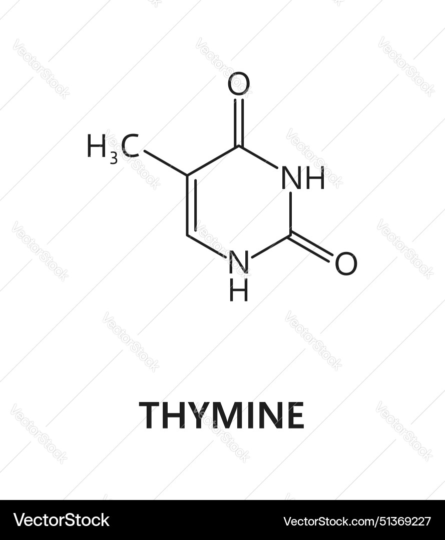 Thymine nucleic acid nitrogenous base formula Vector Image