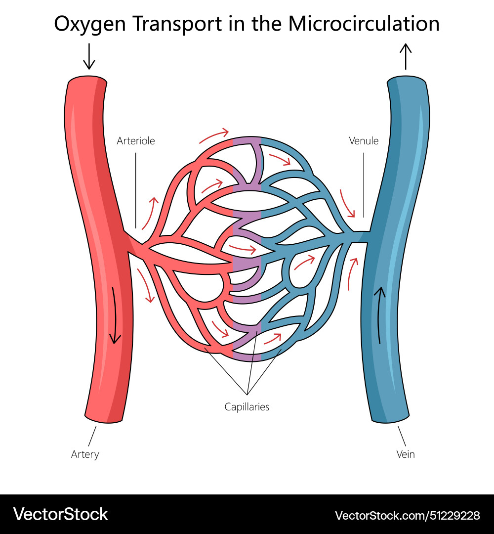 Diagram oxygen transport diagram medical science Vector Image