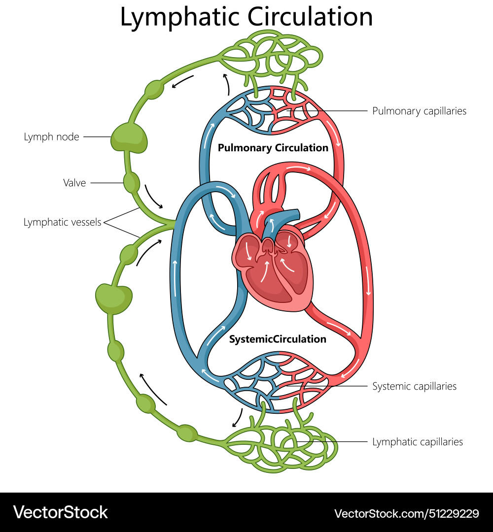 Human lymphatic systems diagram medical science Vector Image