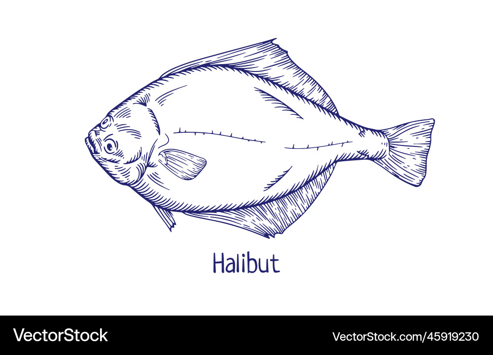 Halibut outlined engraved sea fish marine Vector Image