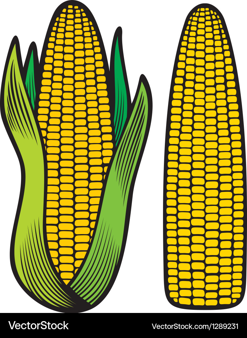 Corn Royalty Free Vector Image - VectorStock