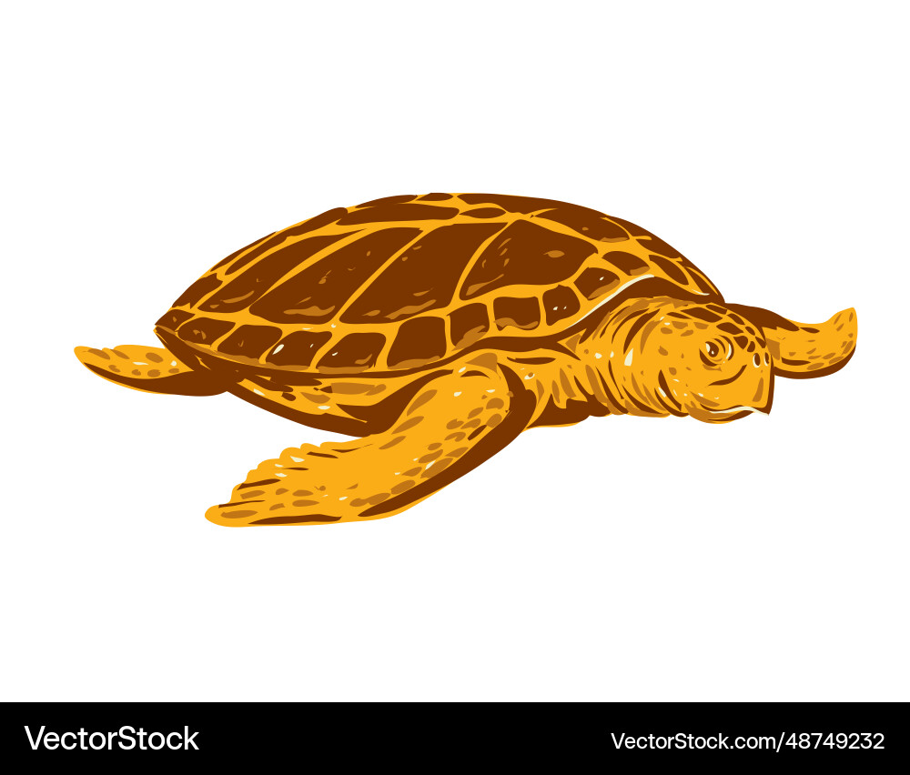 Loggerhead sea turtle or caretta front Royalty Free Vector