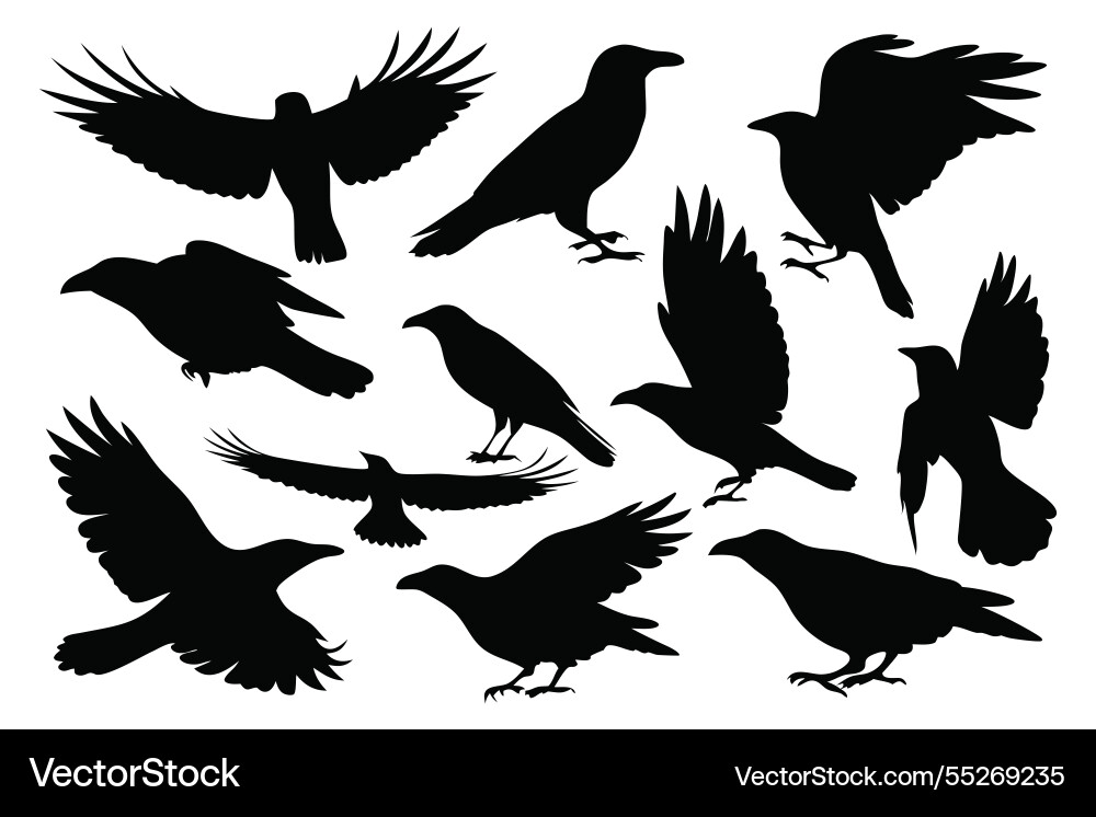 Crow silhouettes set isolated flat on white Vector Image