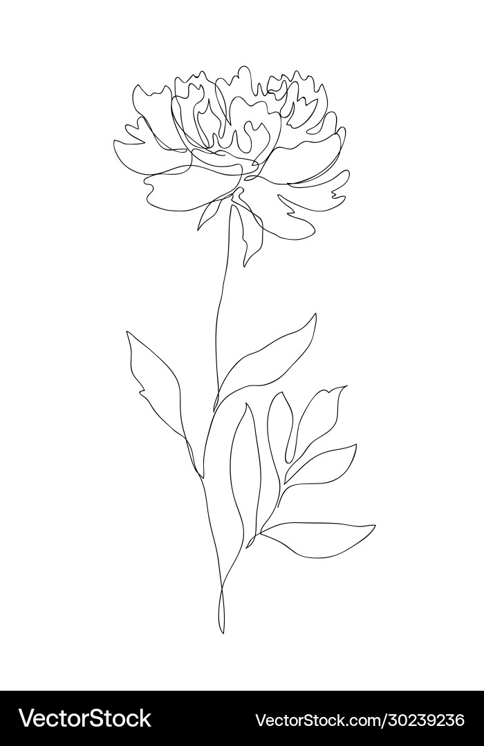 Elegant Peony Line Art Royalty Free Vector Image