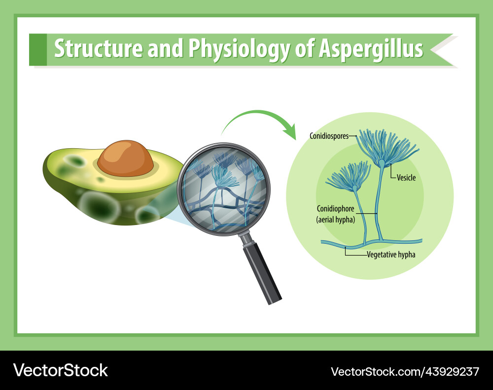 Structure and physiology of avocado aspergillus Vector Image
