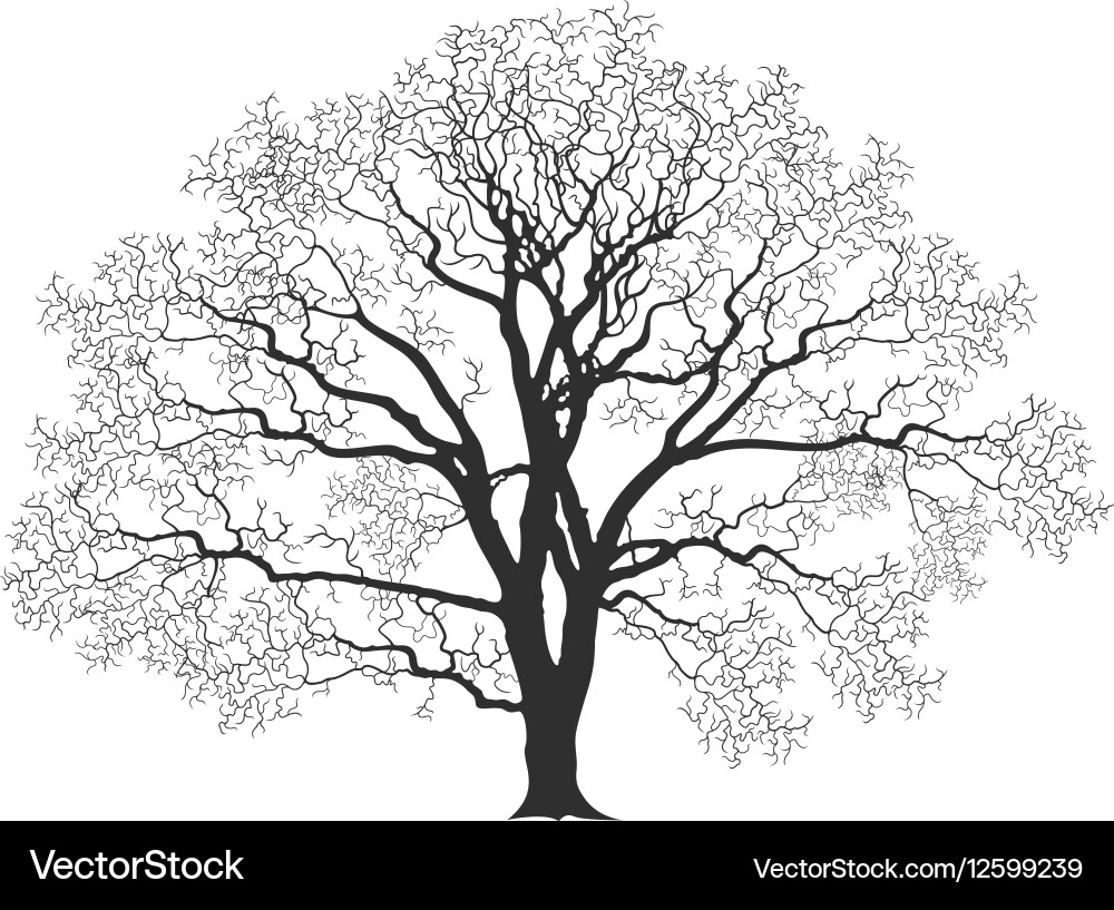 Oak tree Royalty Free Vector Image - VectorStock