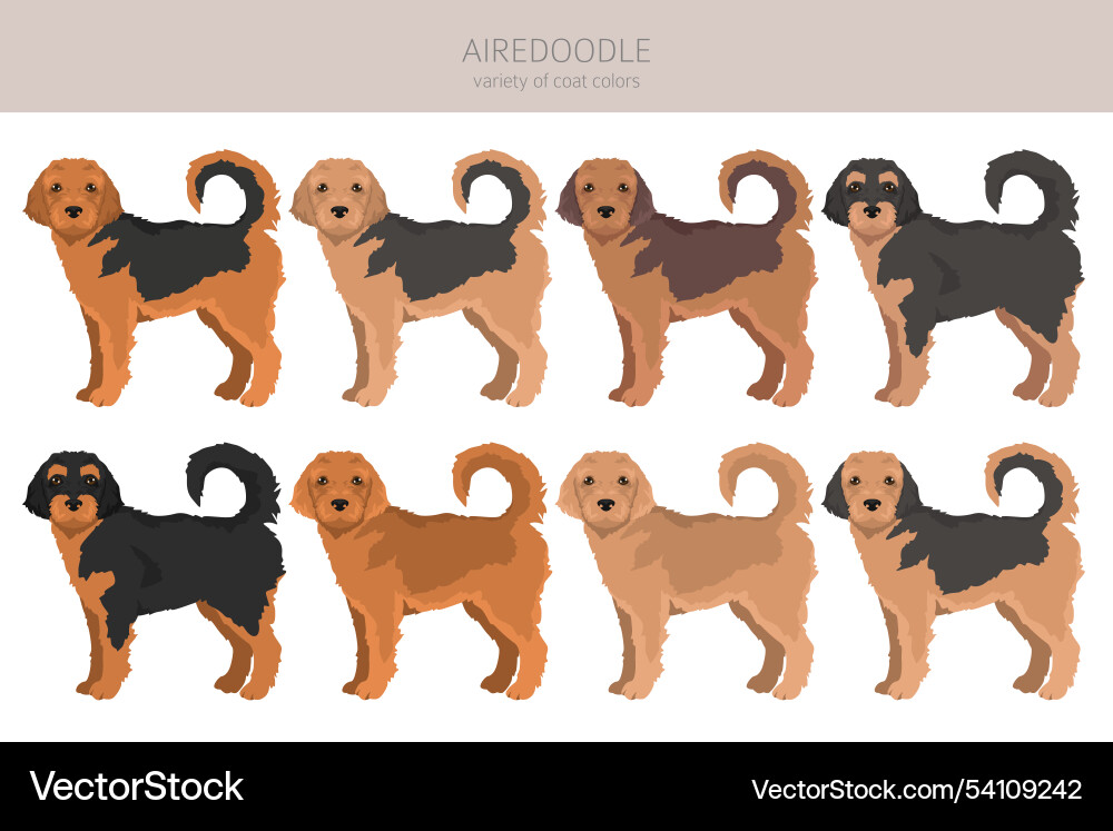 Airedale terrier poodle mix airedoodle clipart Vector Image