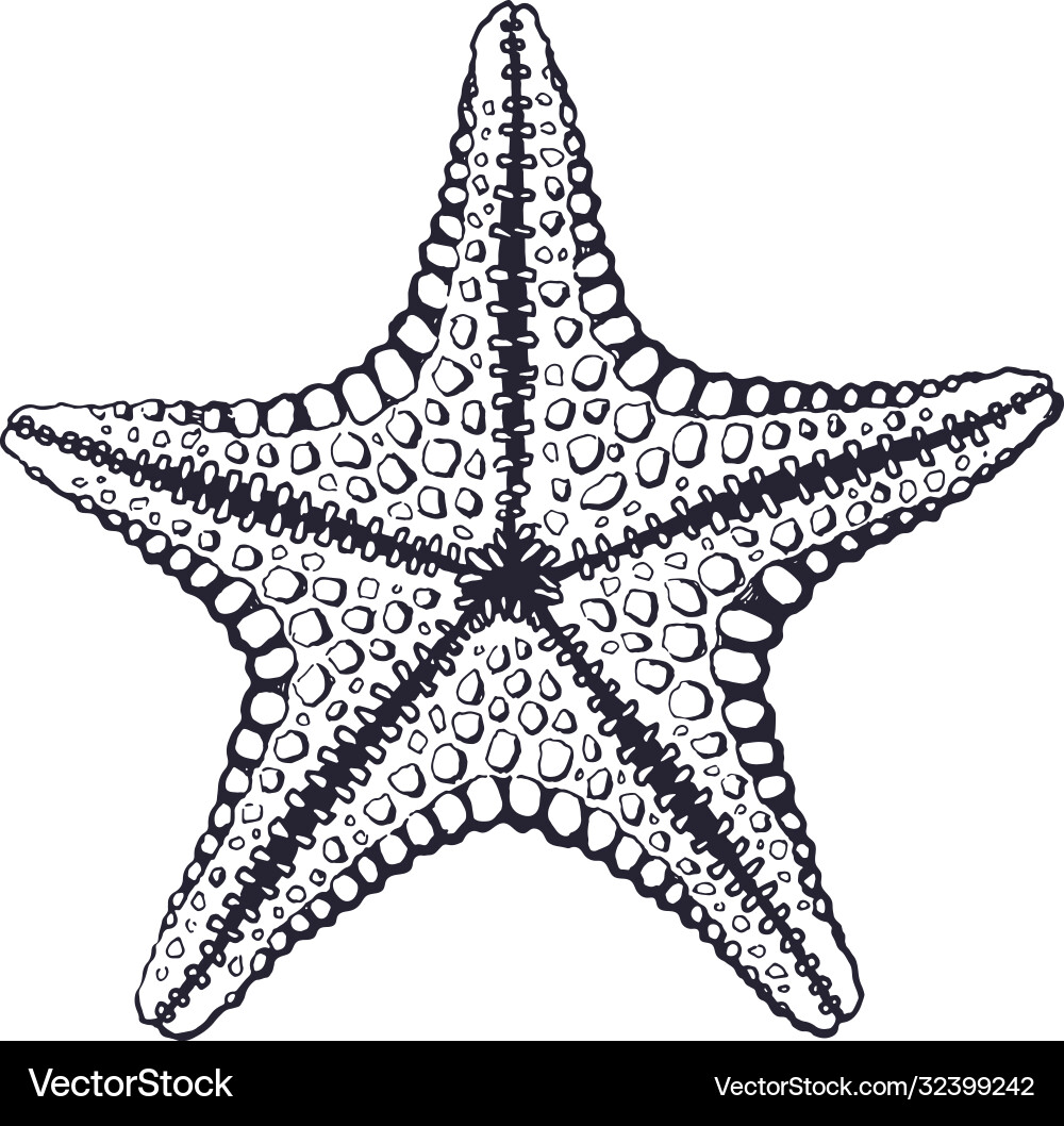 How To Draw A Starfish Learn To Draw A Starfish