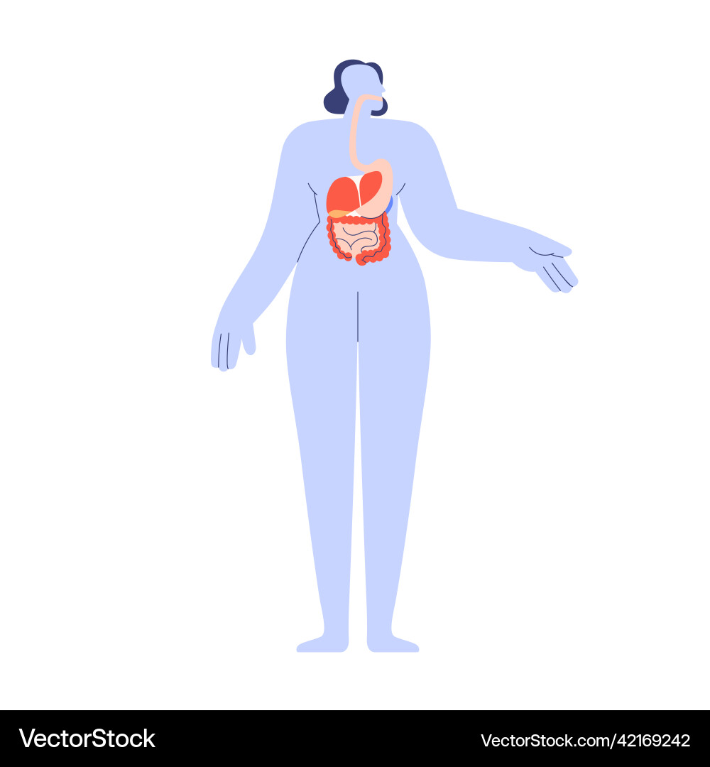 Human digestive system anatomy internal digestion Vector Image