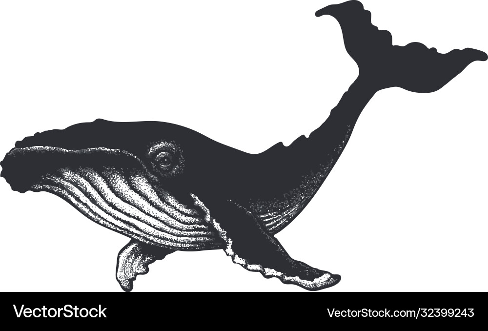 Ink Whale Sketch Royalty Free Vector Image - VectorStock