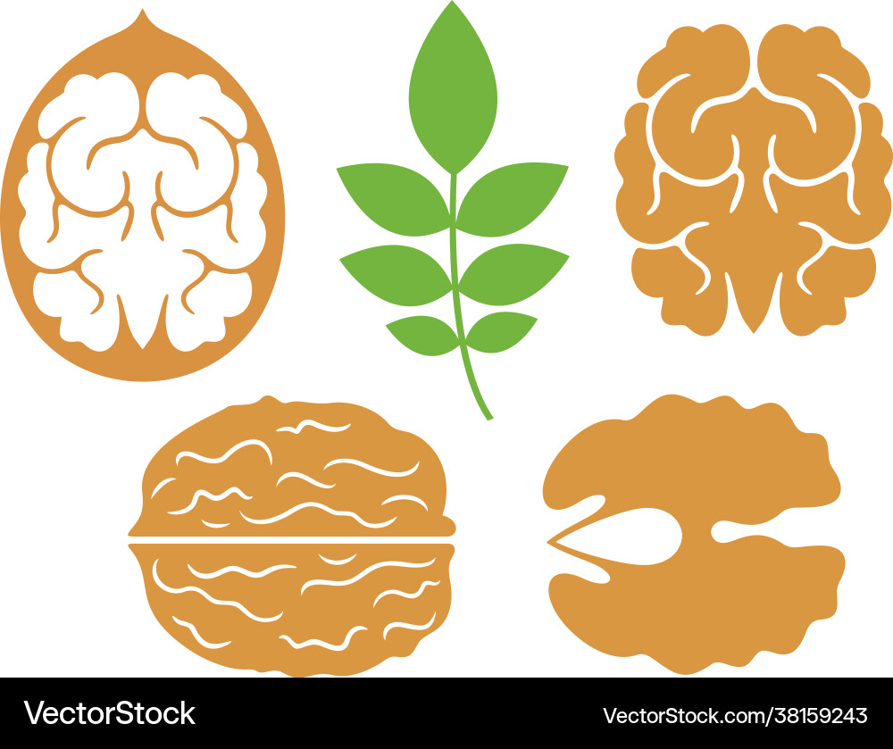 Walnut Royalty Free Vector Image - VectorStock