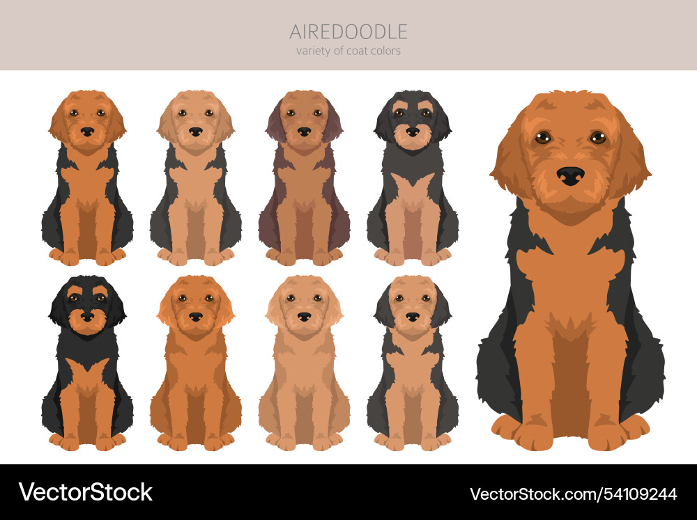 Airedale terrier poodle mix airedoodle clipart Vector Image