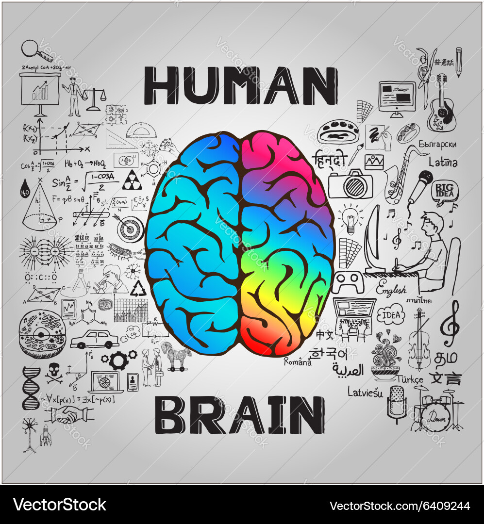 Human brain infographic Royalty Free Vector Image