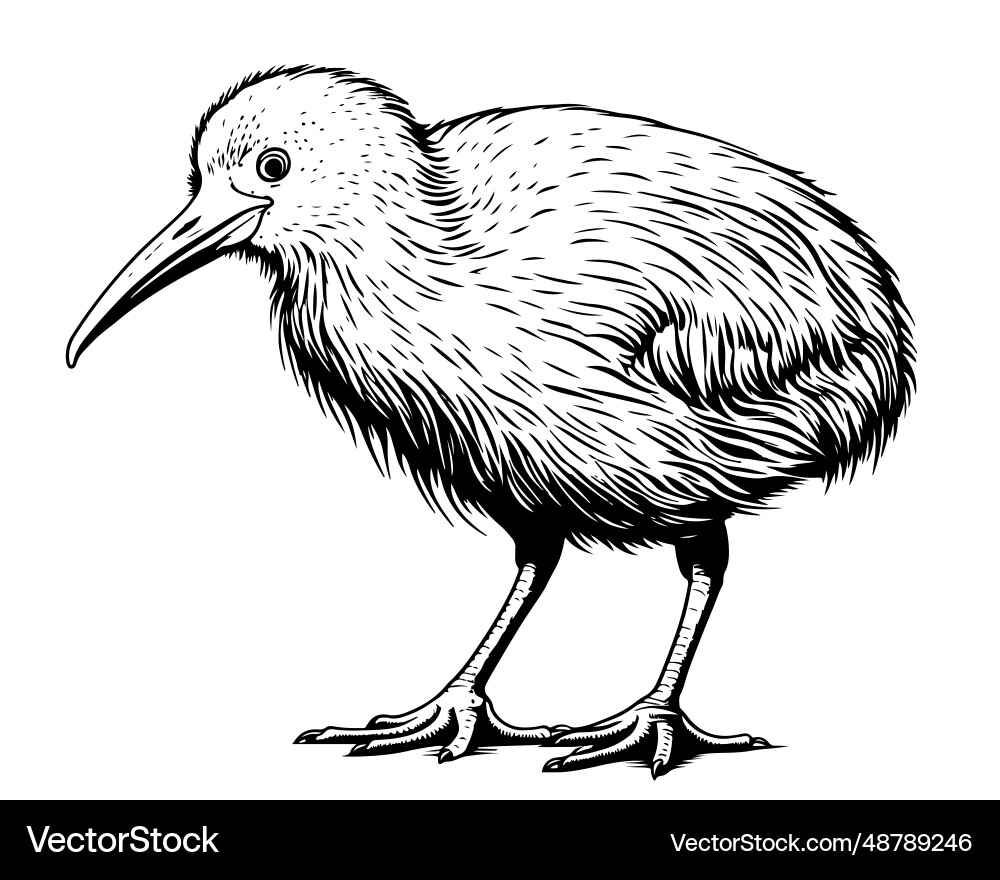Kiwi bird sketch hand drawn Royalty Free Vector Image