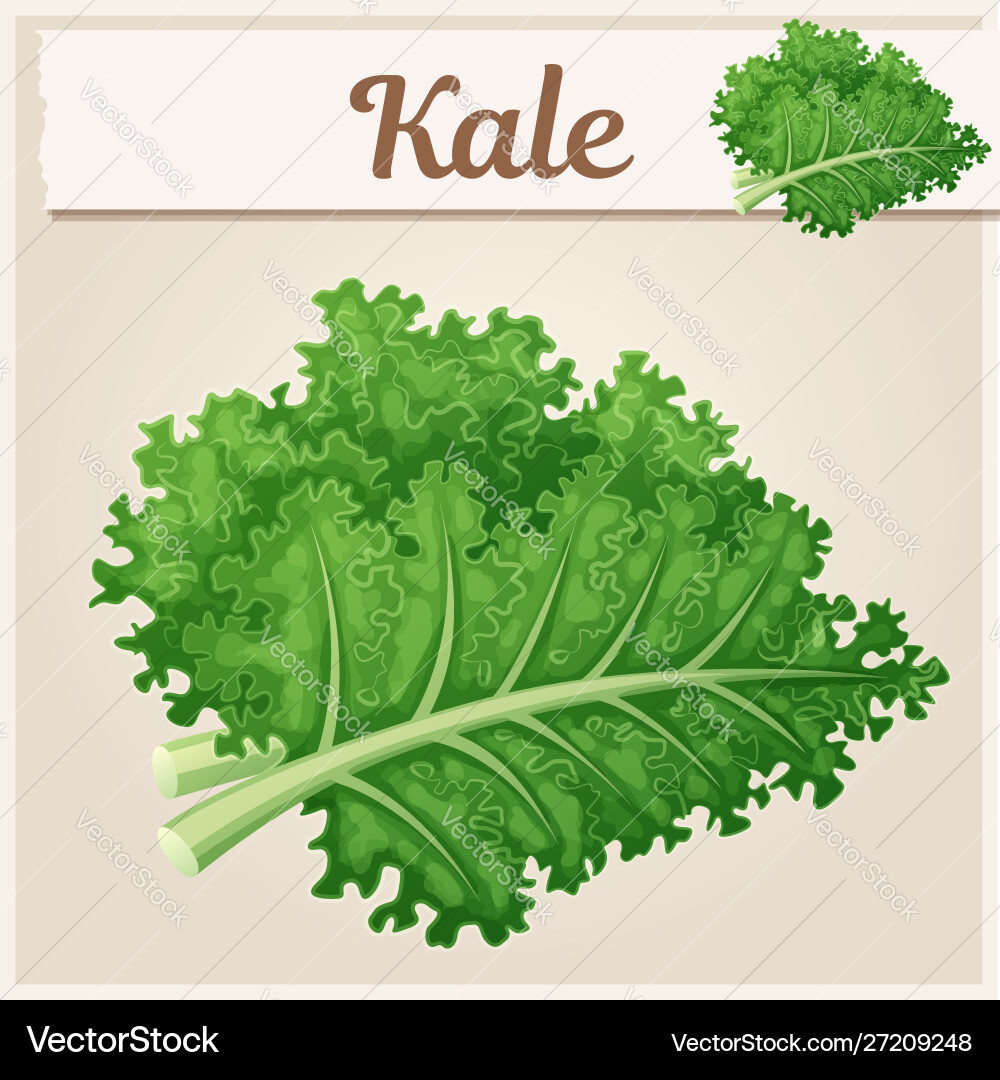 Kale vegetable icon cartoon Royalty Free Vector Image