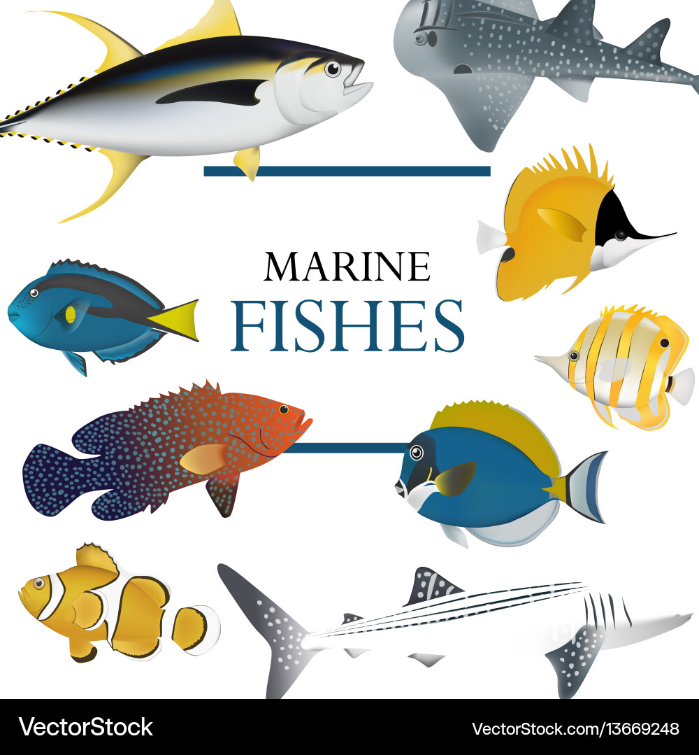 Tropical fish collection marine Royalty Free Vector Image