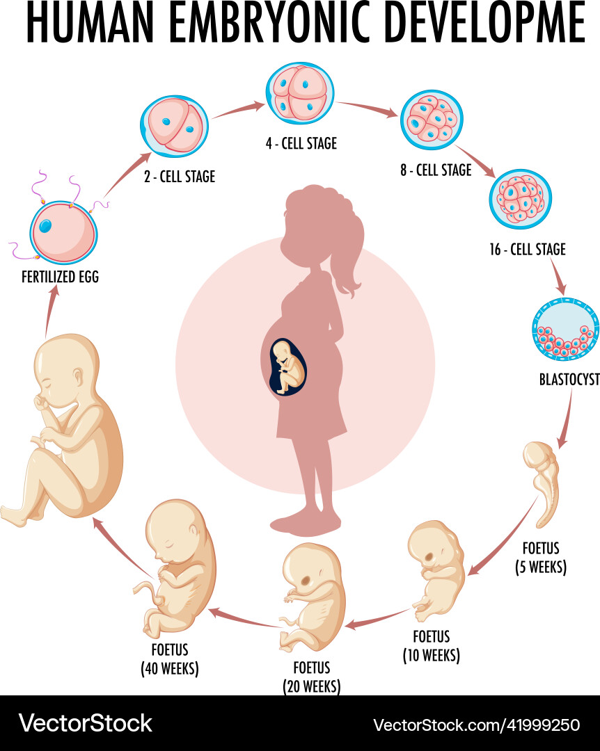 Stages In Human Embryonic Development Royalty Free Vector