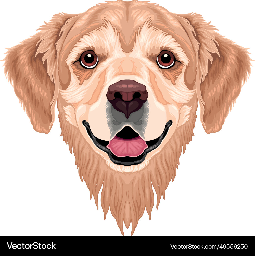 Dog frontal view isolated animal Royalty Free Vector Image