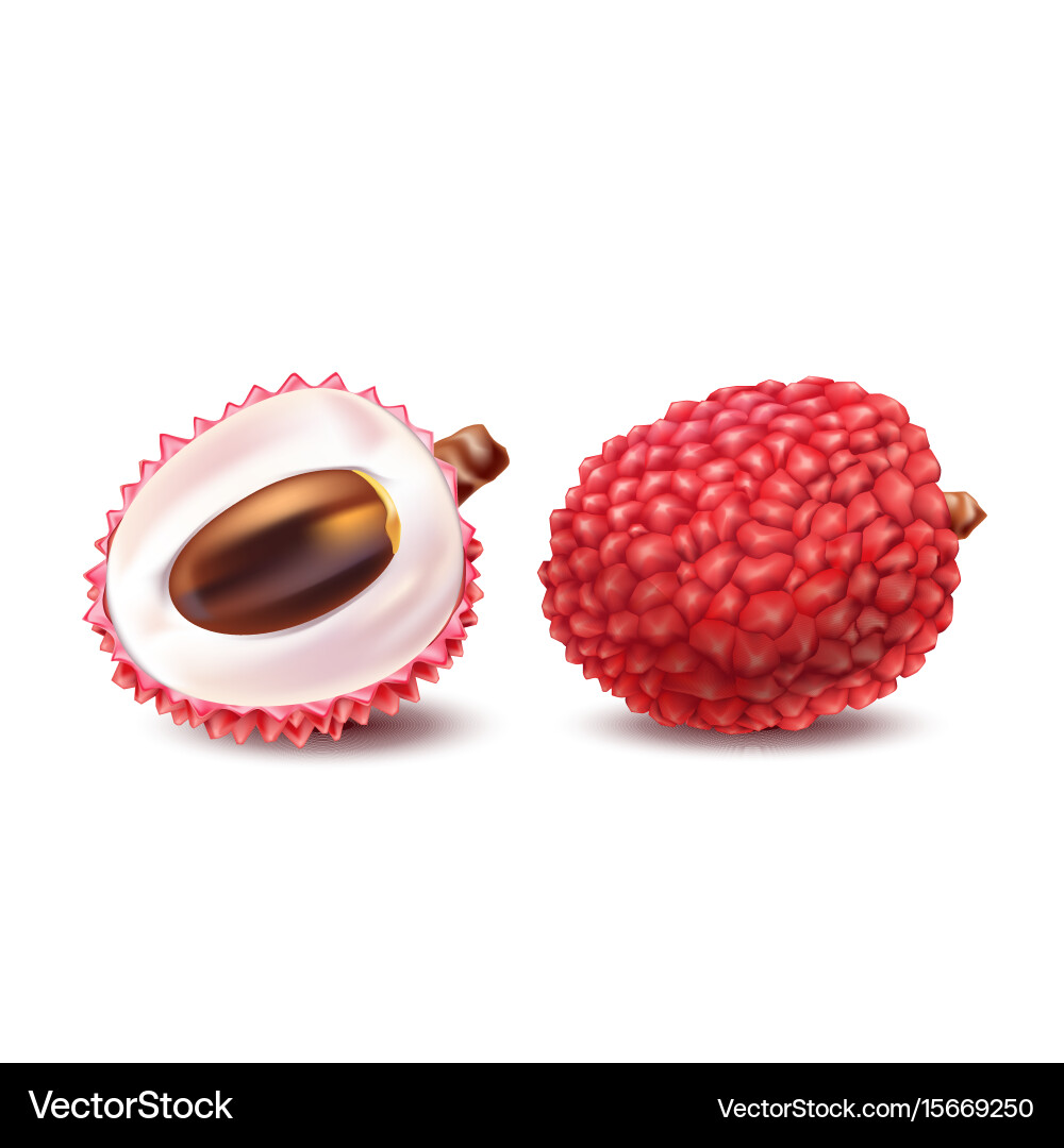 Realistic Litchi Fruit Royalty Free Vector Image