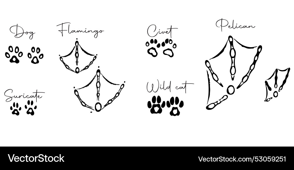 Hand drawn wild animals foot prints Royalty Free Vector
