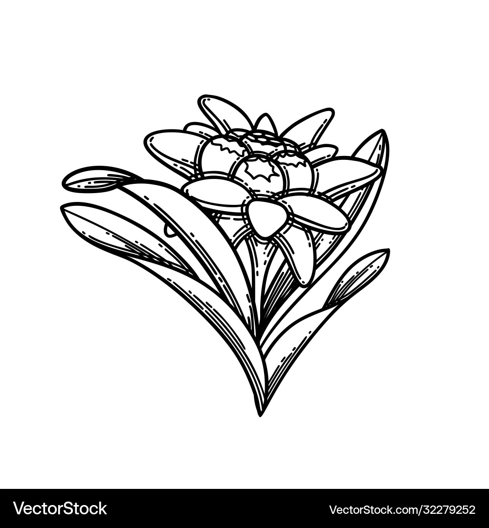 Graphic vignette made edelweiss flowers Royalty Free Vector