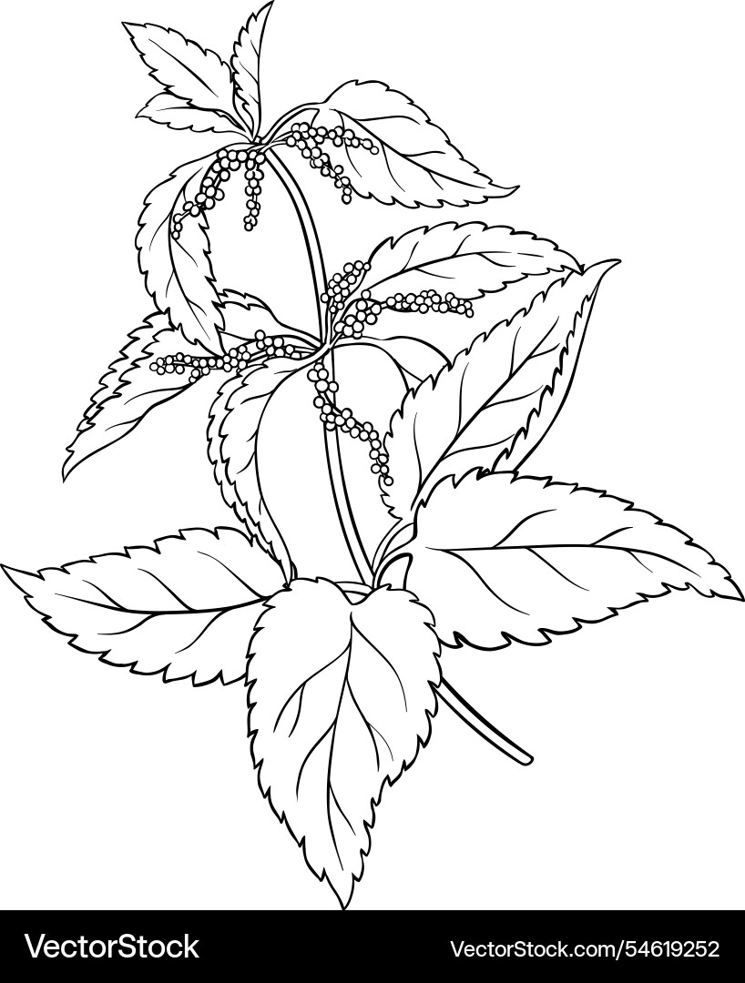 Nettle branch with leaves outline Royalty Free Vector Image